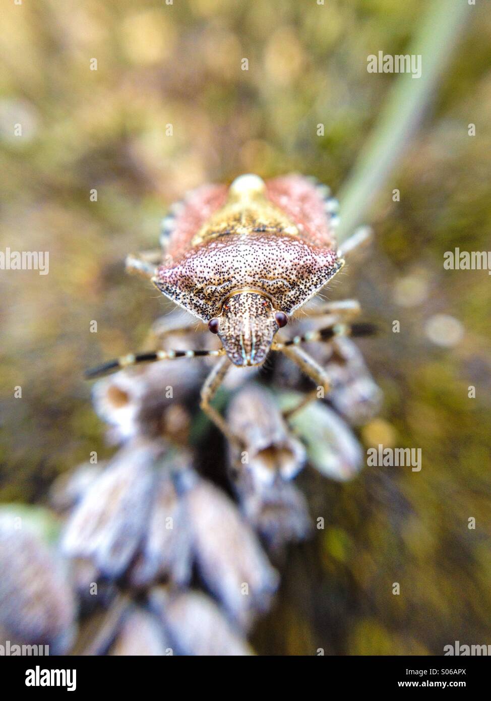 Garden shield bug hi-res stock photography and images - Alamy