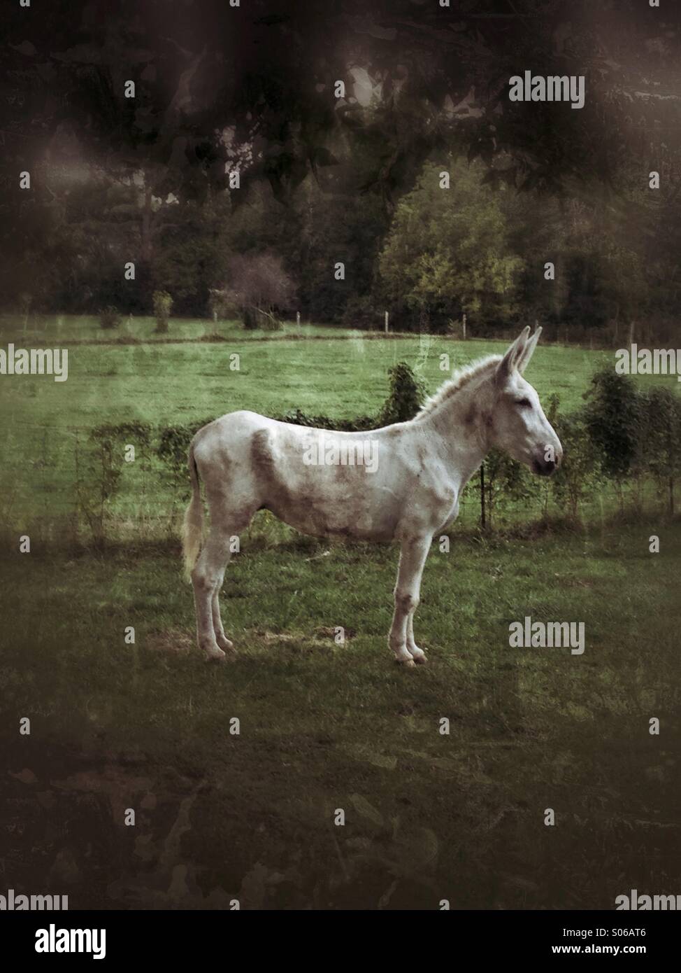 Strong donkey hi-res stock photography and images - Alamy