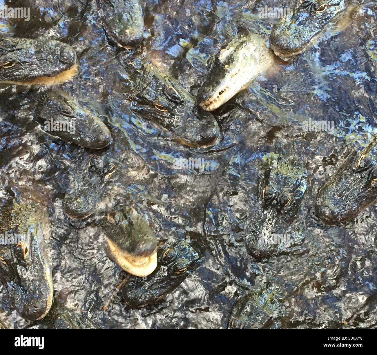 Gator hour hi-res stock photography and images - Alamy