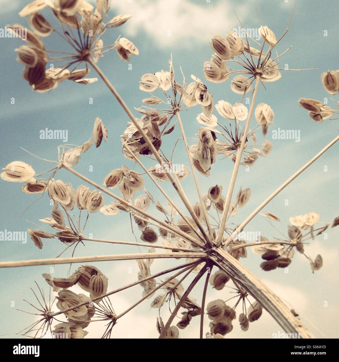 Seed head of Giant Hogweed flower Stock Photo - Alamy