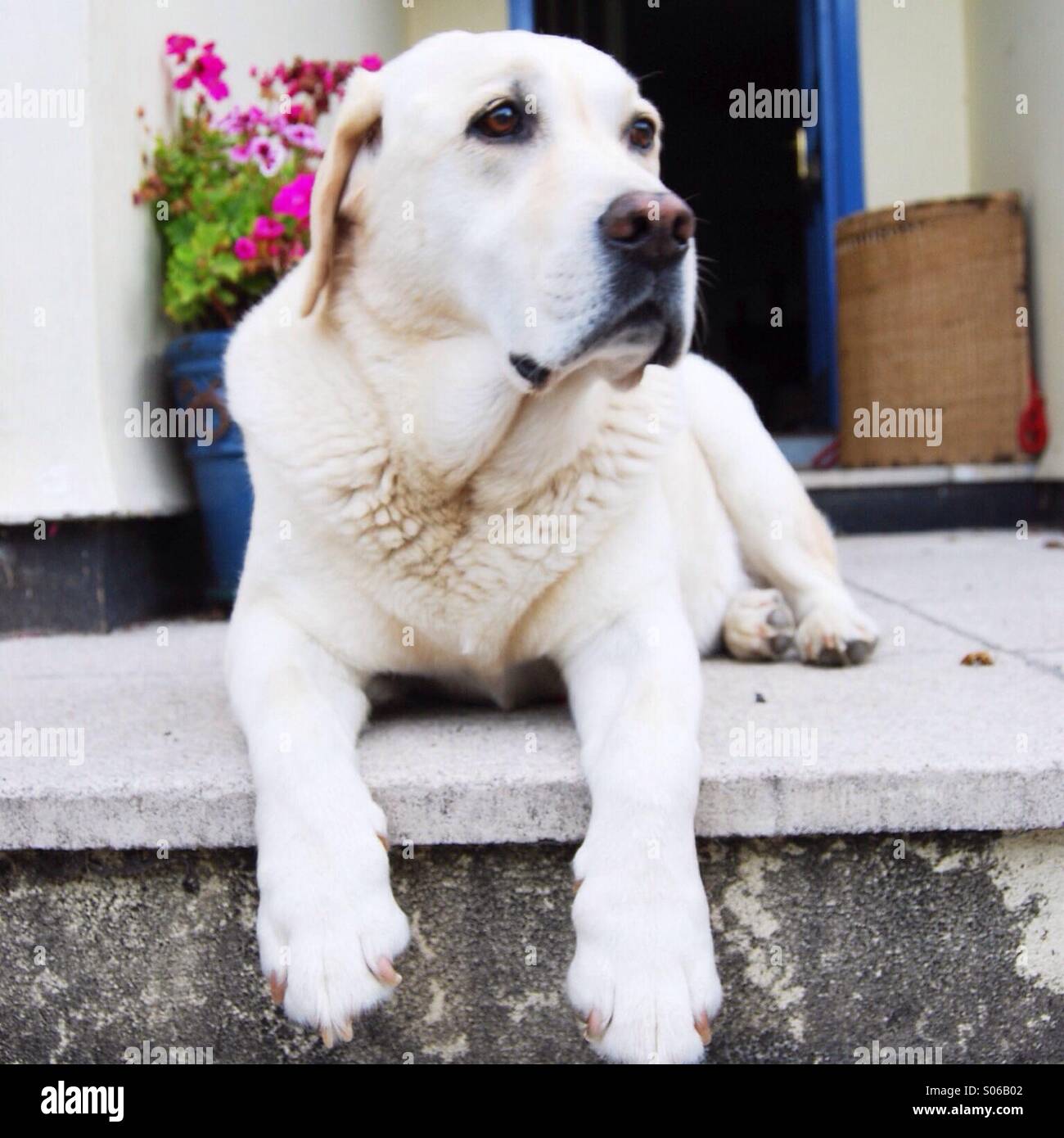 White labrador dog hi-res stock photography and images - Alamy