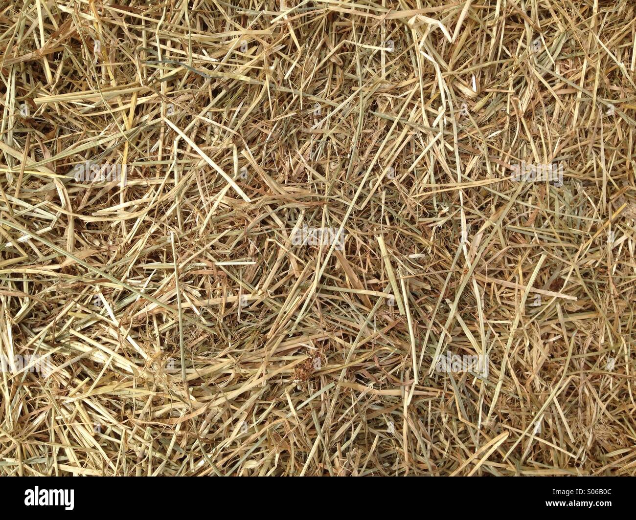 A close up of hay Stock Photo - Alamy