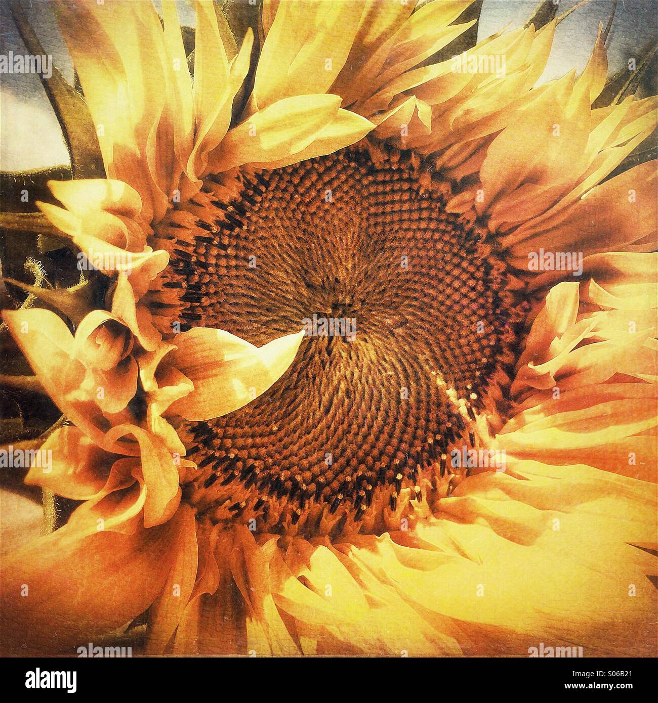 Textured summer sunflower Stock Photo - Alamy