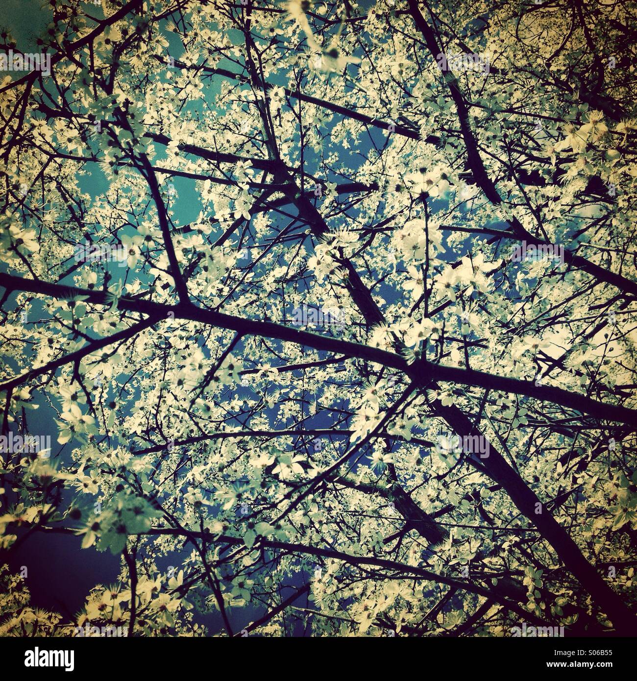 Blossoming cherry tree Stock Photo - Alamy