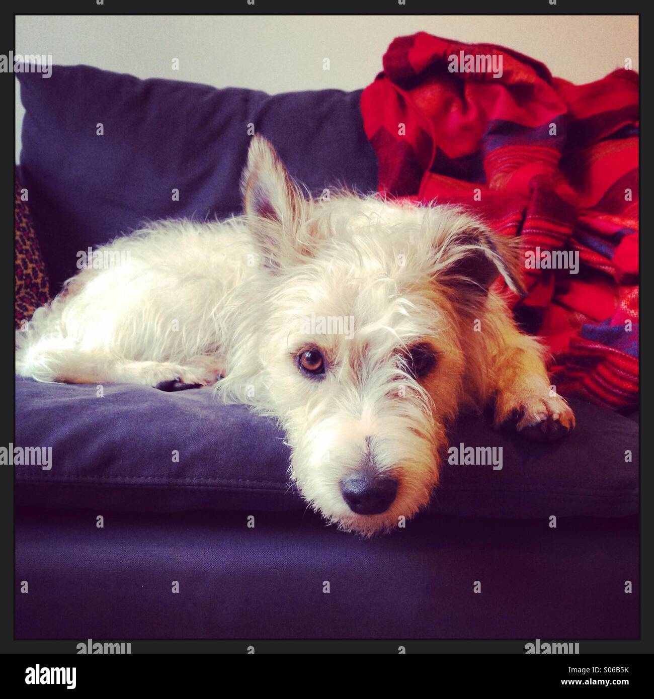 Terrier cross hi-res stock photography and images - Alamy