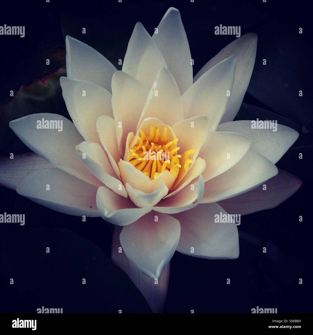 Evening water lily hi-res stock photography and images - Alamy