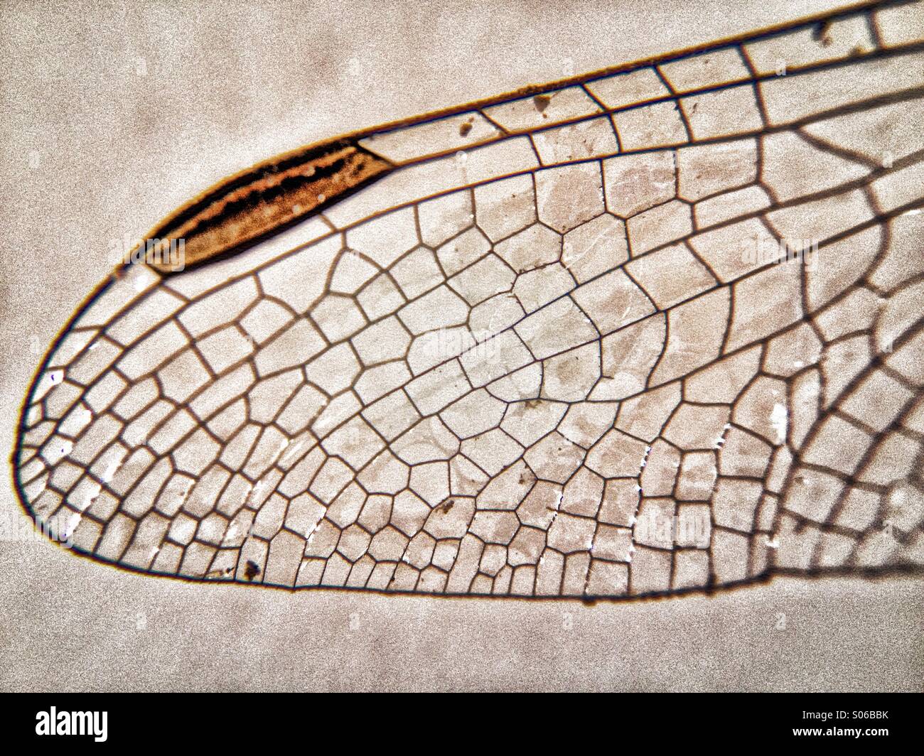 Decaying dragonfly hi-res stock photography and images - Alamy