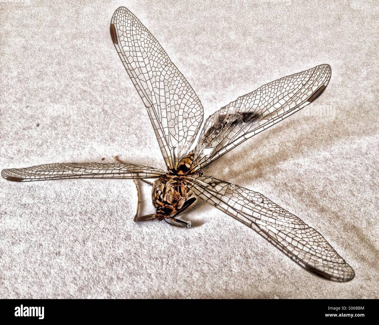 Dead Fly carcass Stock Photo - Alamy