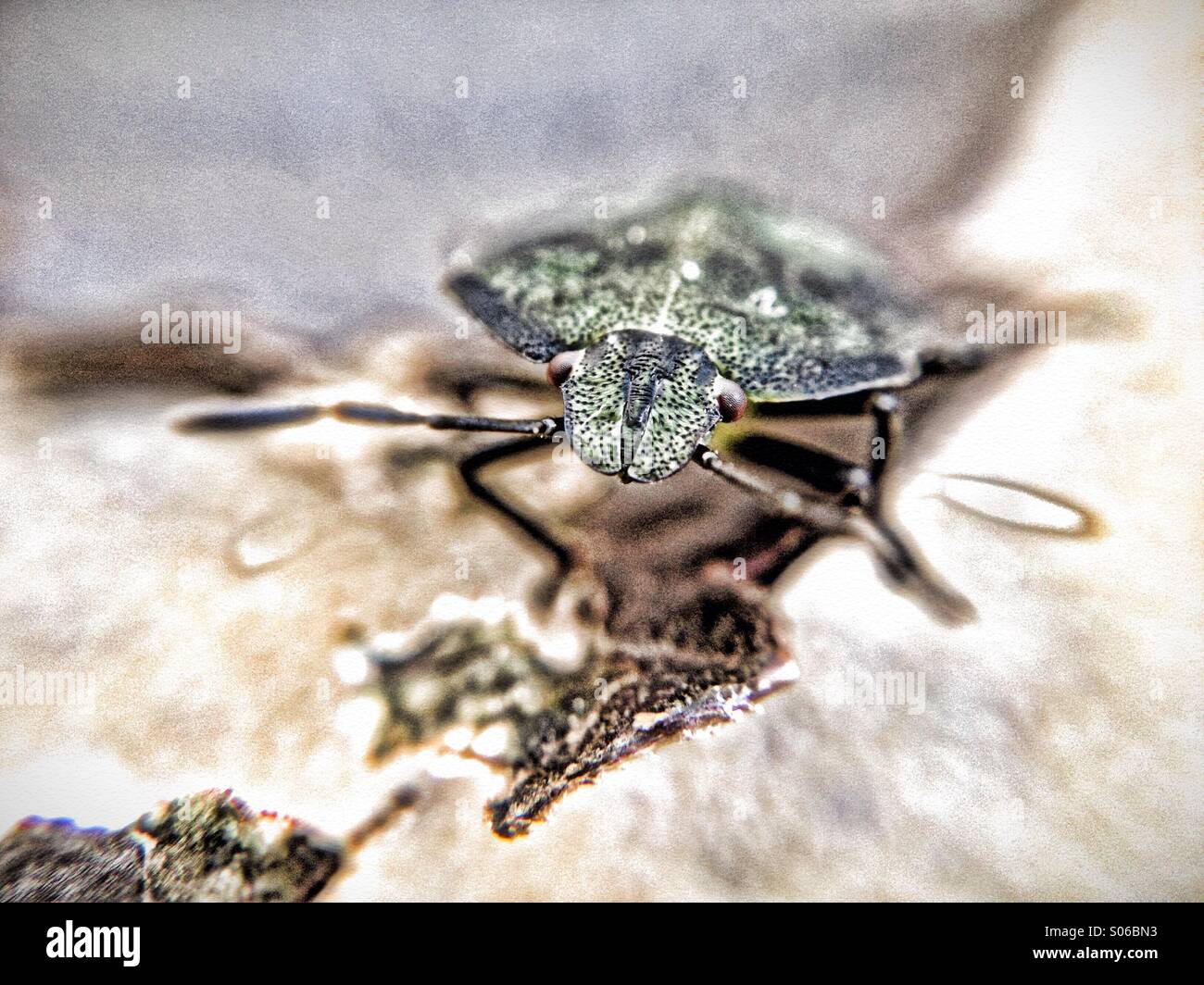 Macro of a shield bug Stock Photo - Alamy