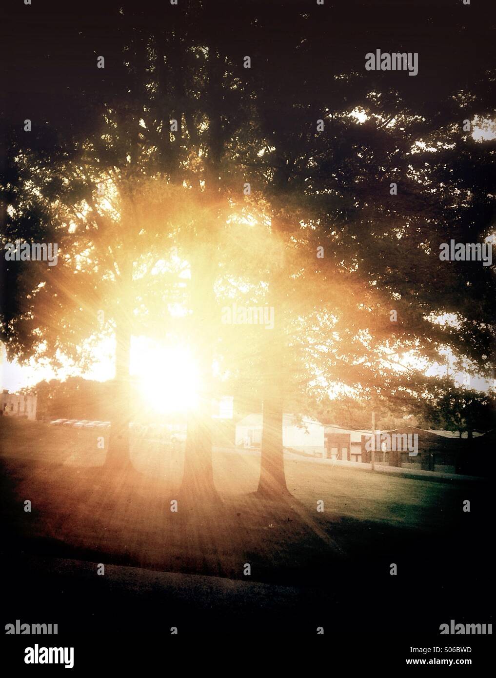Sunlight shines through fog and trees Stock Photo - Alamy