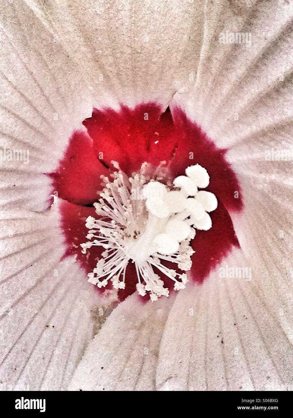A white flower with texture Stock Photo - Alamy
