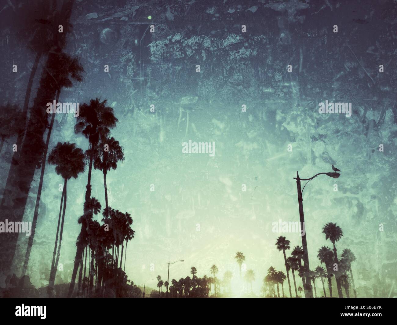 Palm tree lined boulevard at sunset Stock Photo - Alamy