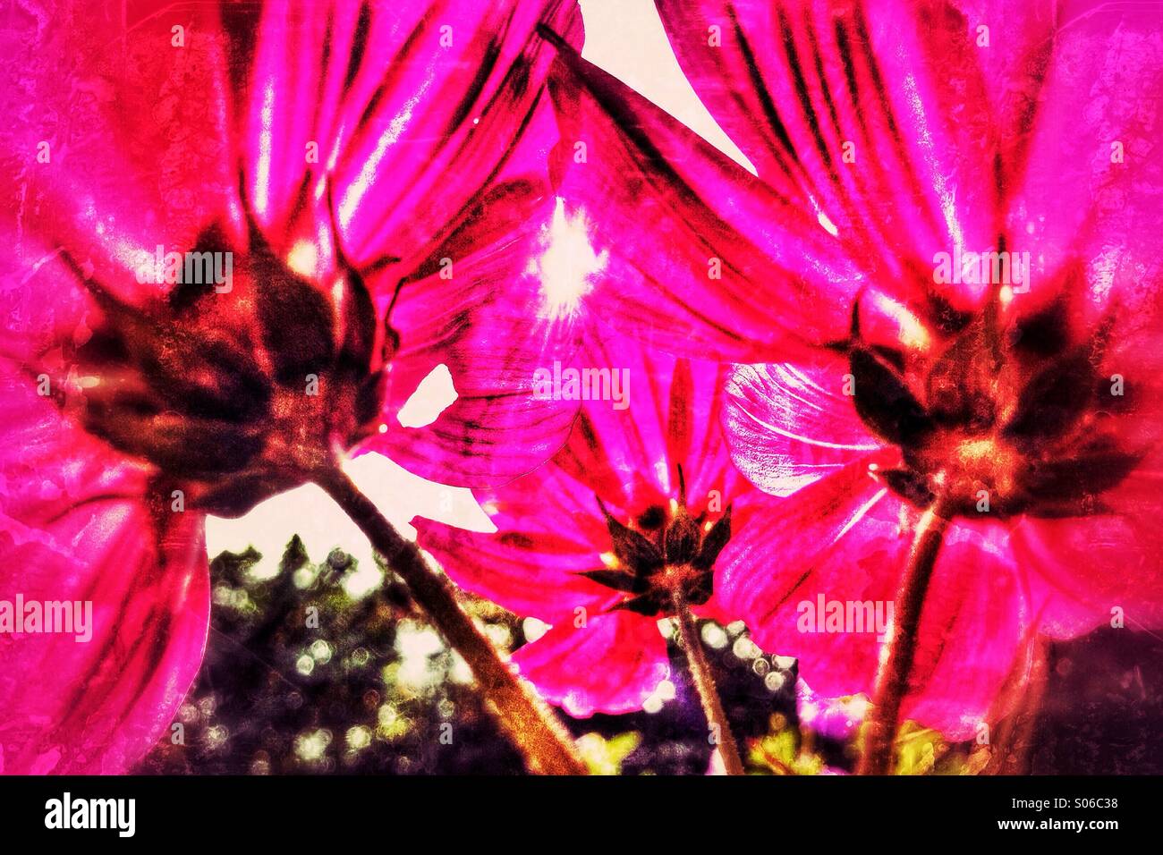 Flower from below hi-res stock photography and images - Alamy
