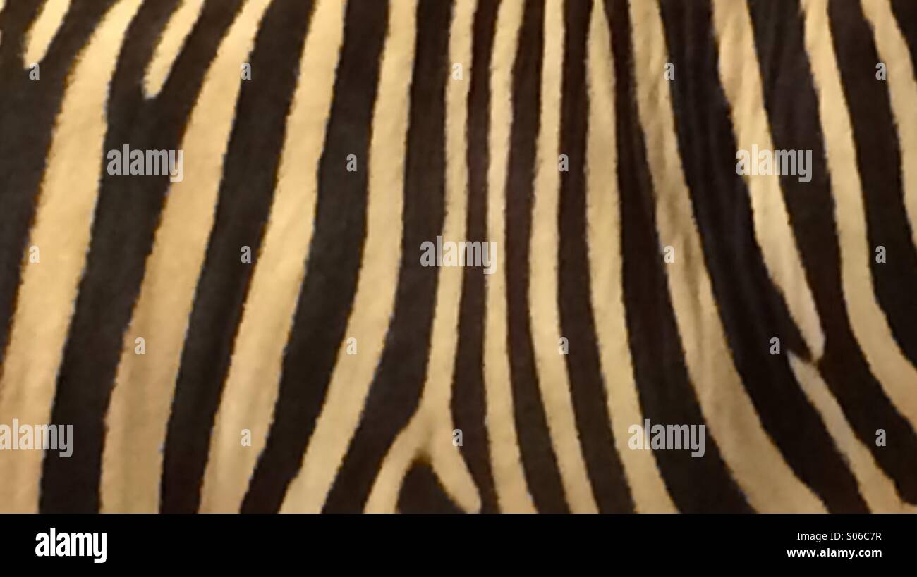 Zebra stripes hi-res stock photography and images - Alamy