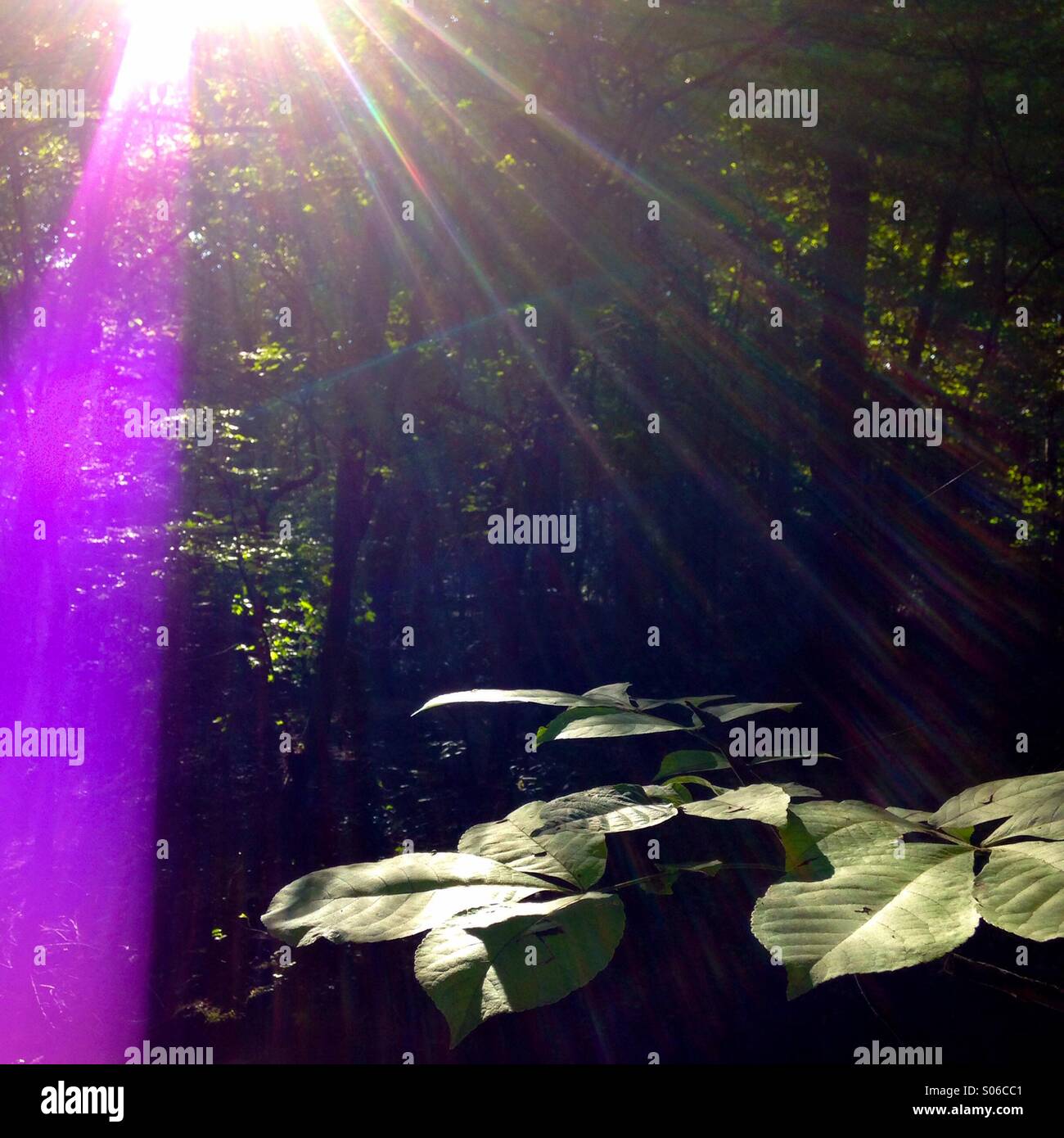 Sun flare woods sun hi-res stock photography and images - Alamy