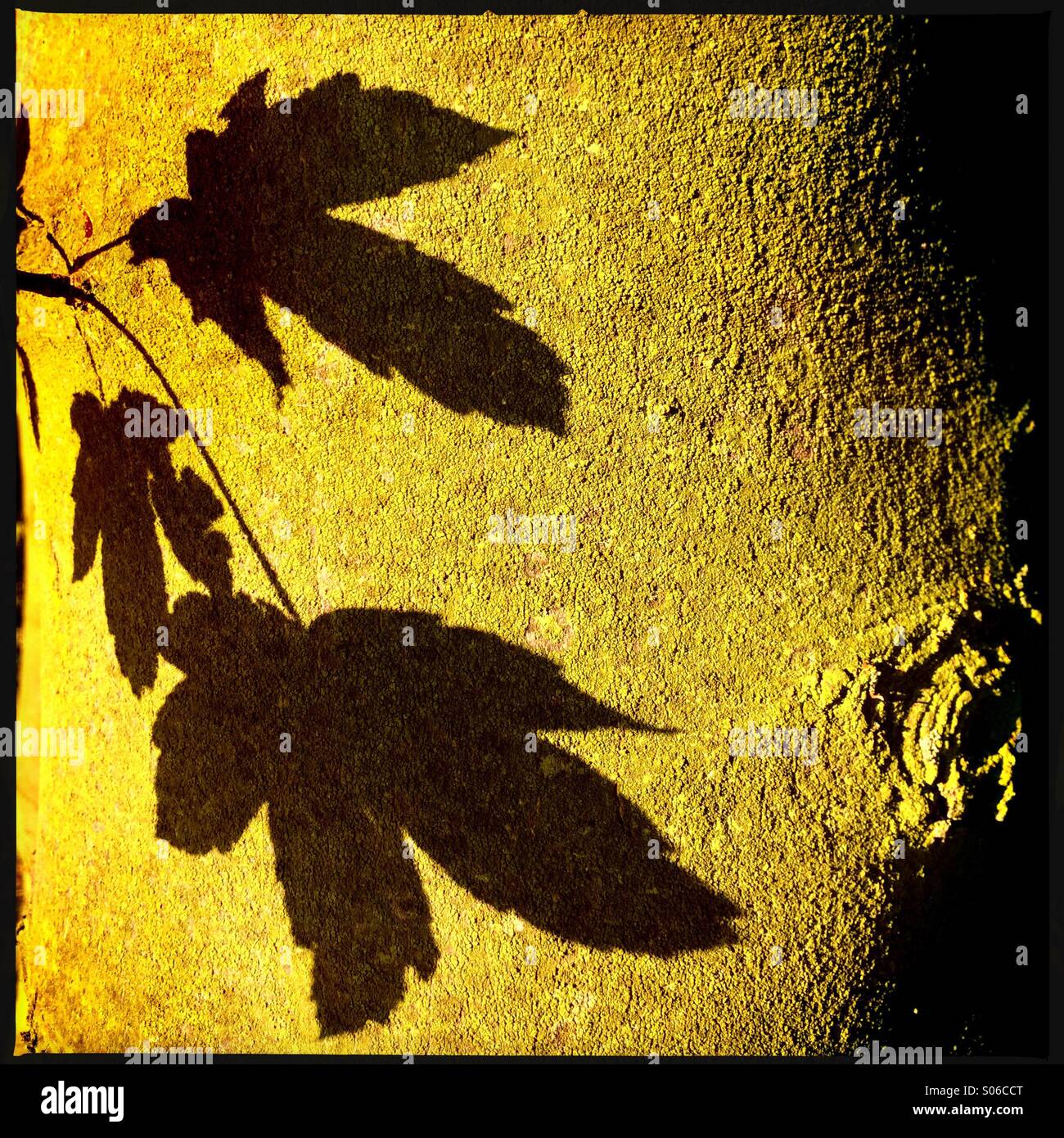 Leaf shadows hi-res stock photography and images - Alamy