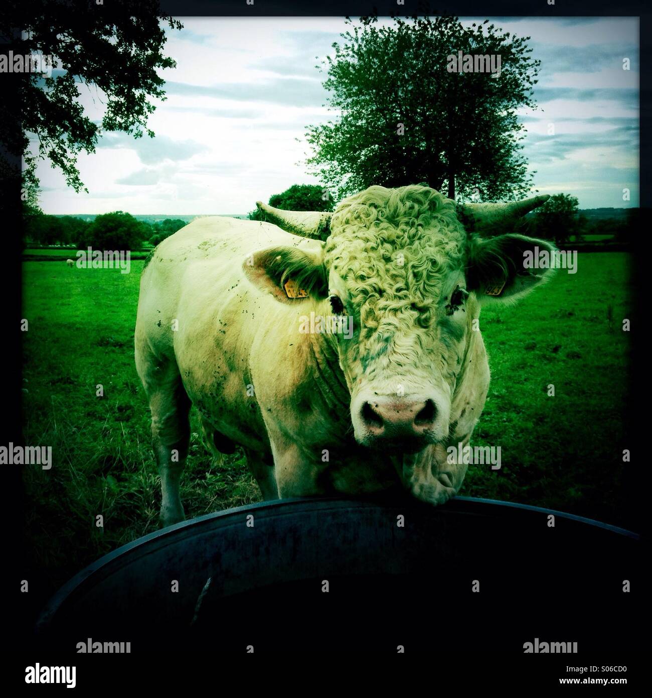 A Charolais bull staring into camera Stock Photo - Alamy