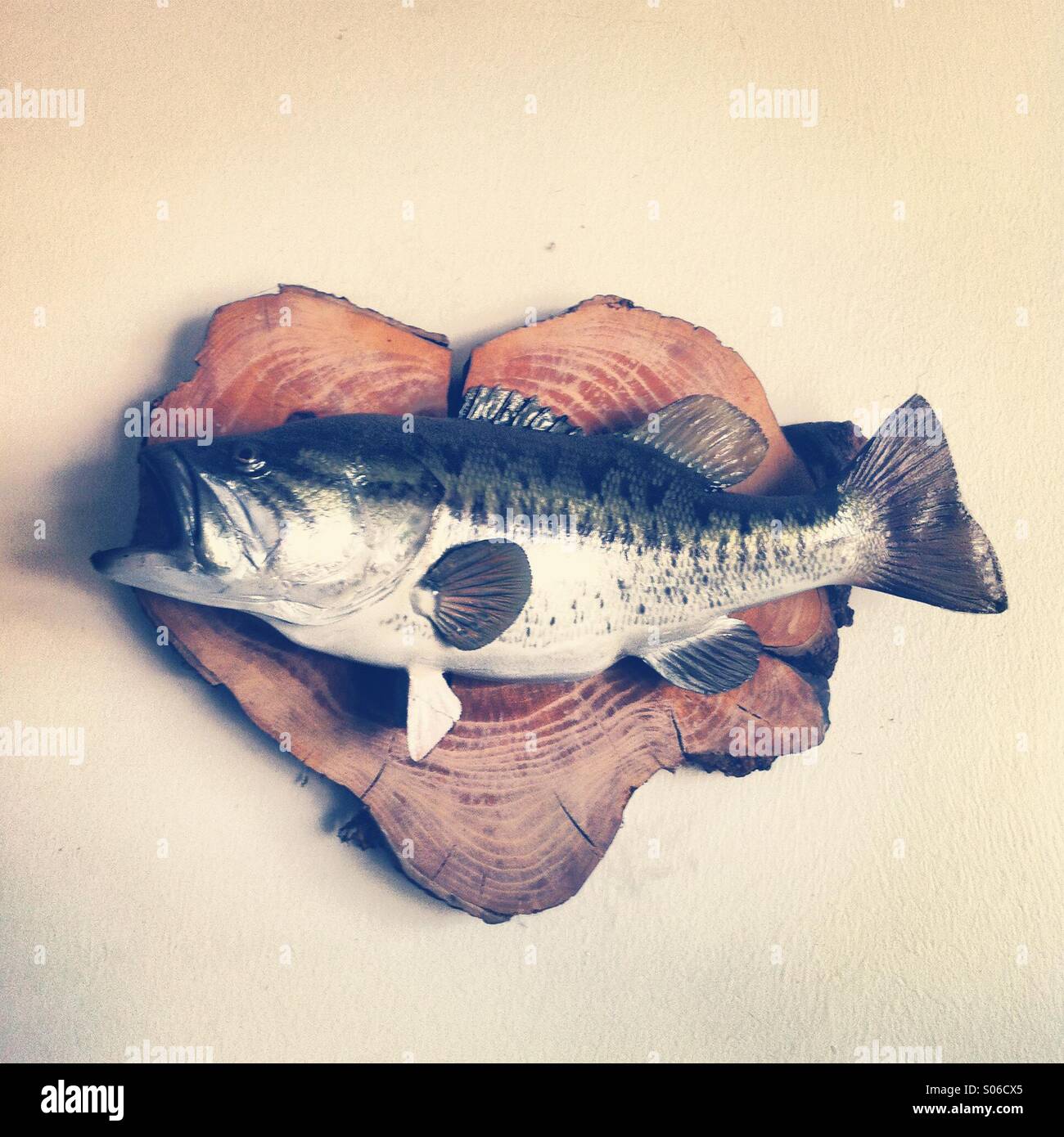 Trophy tail hi-res stock photography and images - Alamy