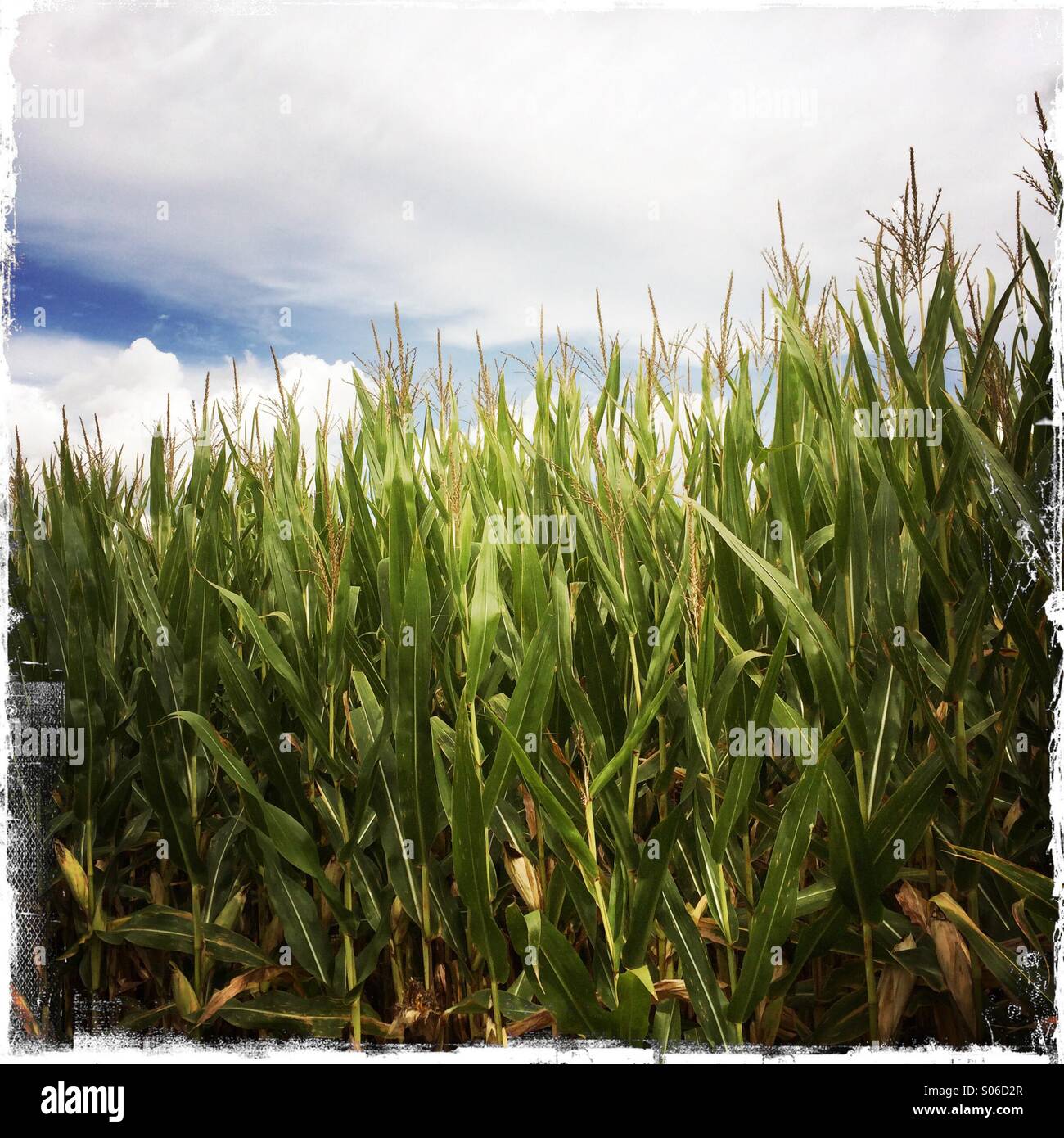 Stalks corn hi-res stock photography and images - Alamy