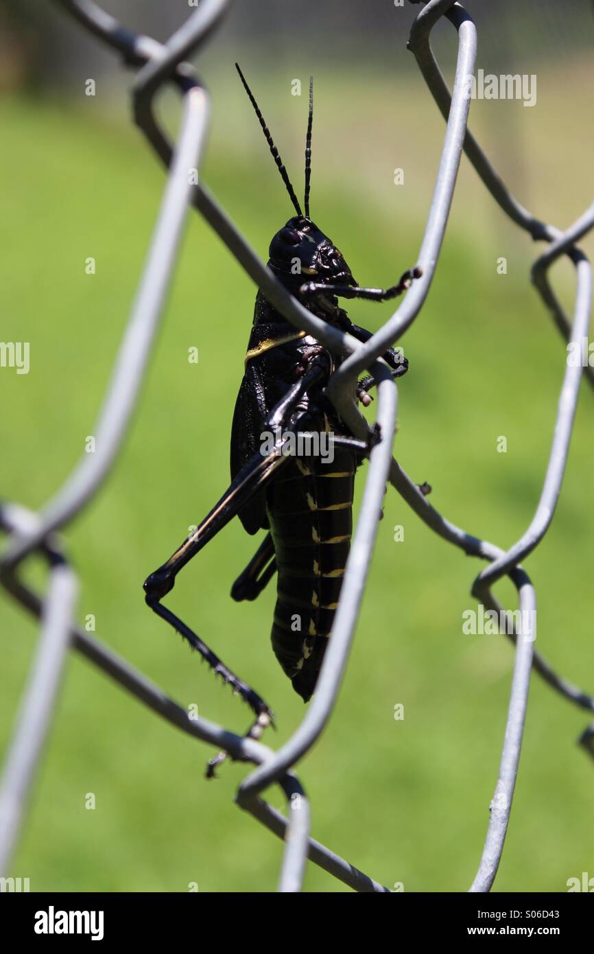 Black grasshopper hi-res stock photography and images - Alamy