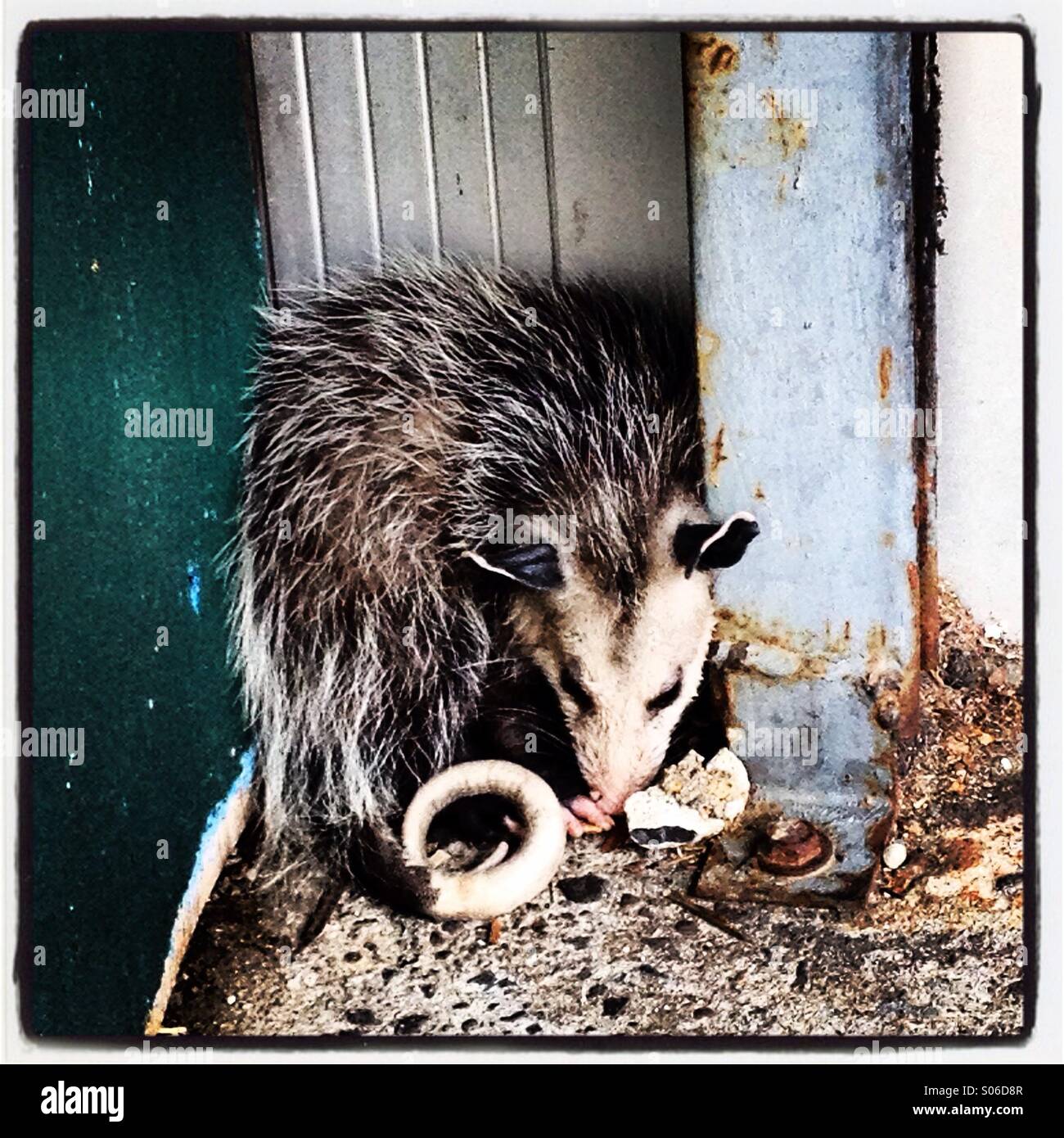 Playing possum hi-res stock photography and images - Alamy