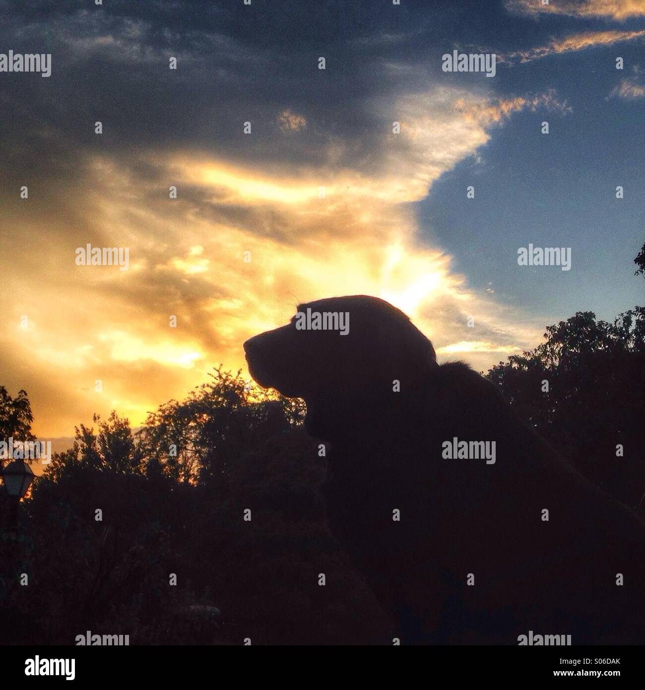 Black lab dog hi-res stock photography and images - Alamy