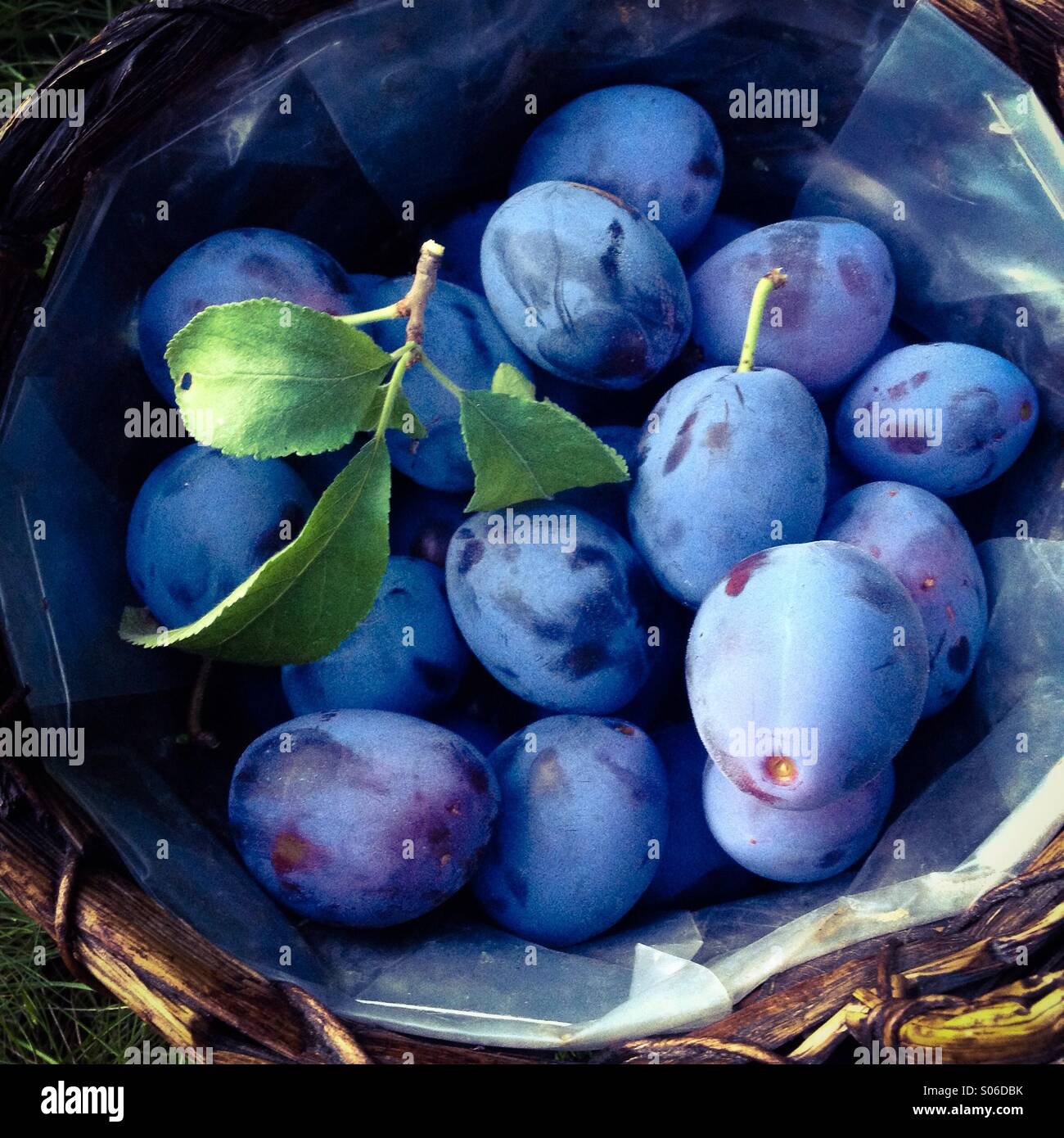 Basket of freshly picked Italian plums Stock Photo - Alamy