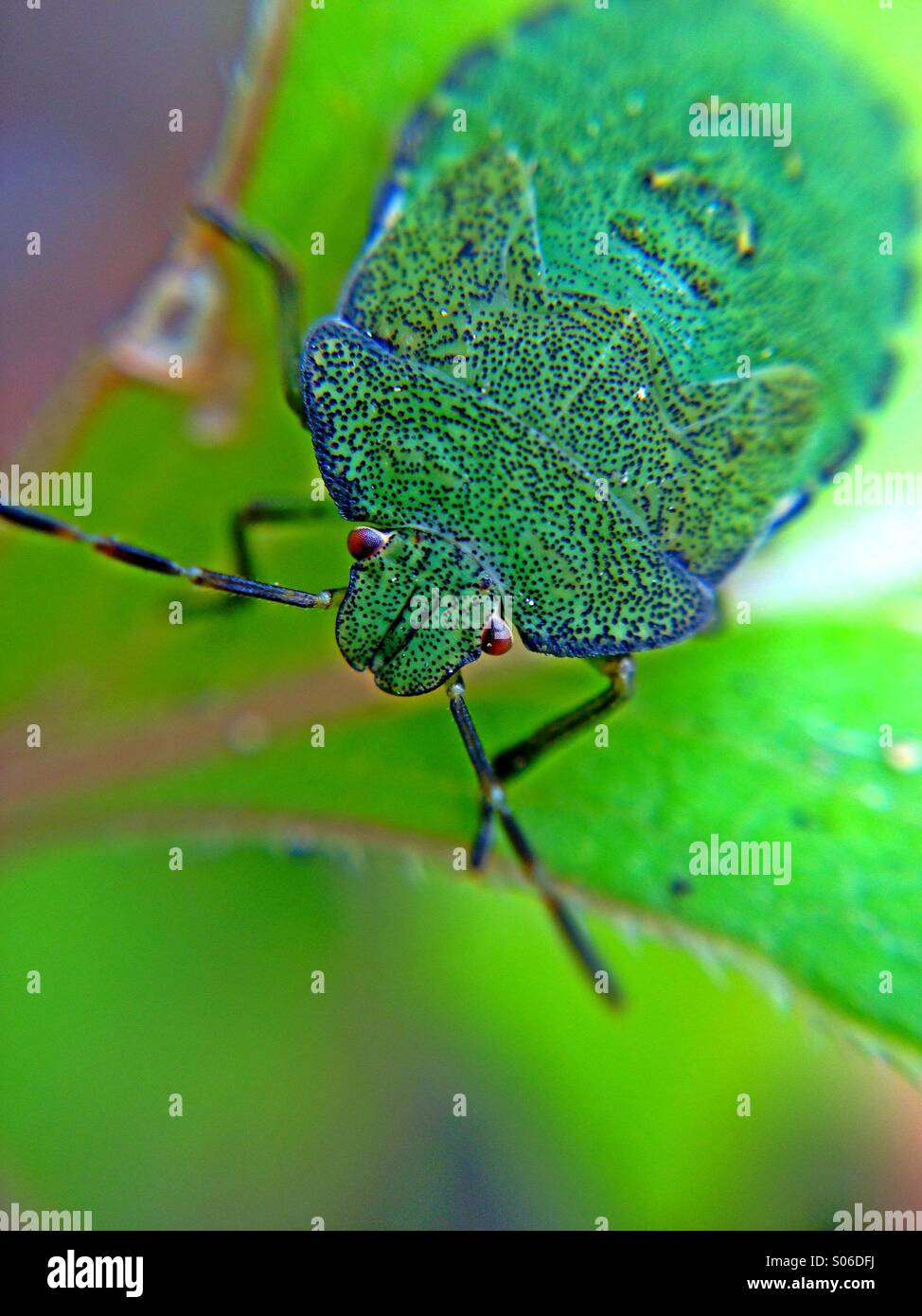Close up of a shield bug Stock Photo - Alamy
