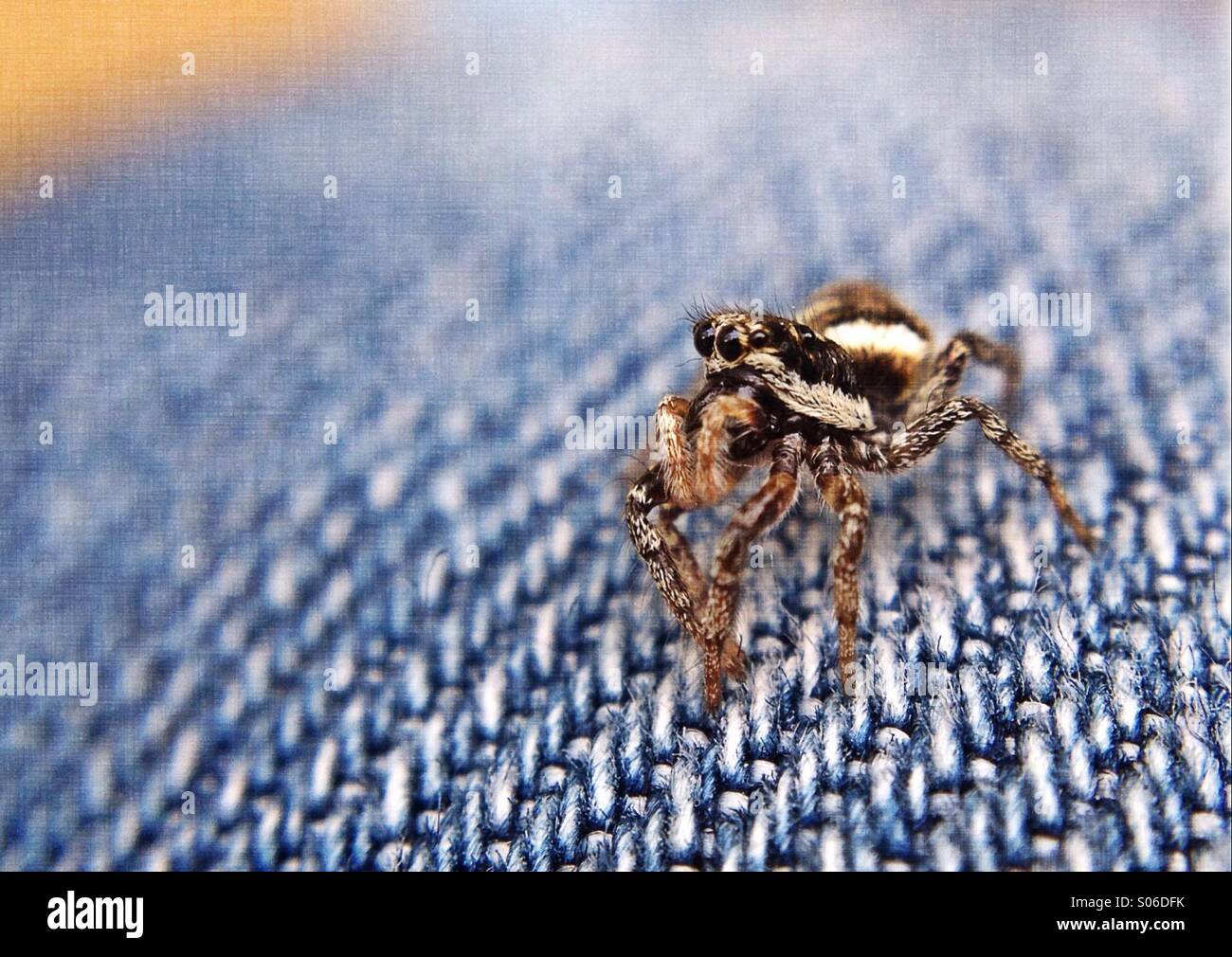 Close up of a zebra spider Stock Photo - Alamy