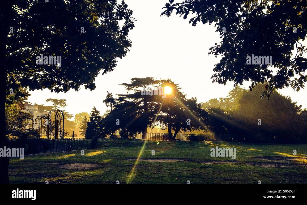 Cedar tree trees hi-res stock photography and images - Alamy