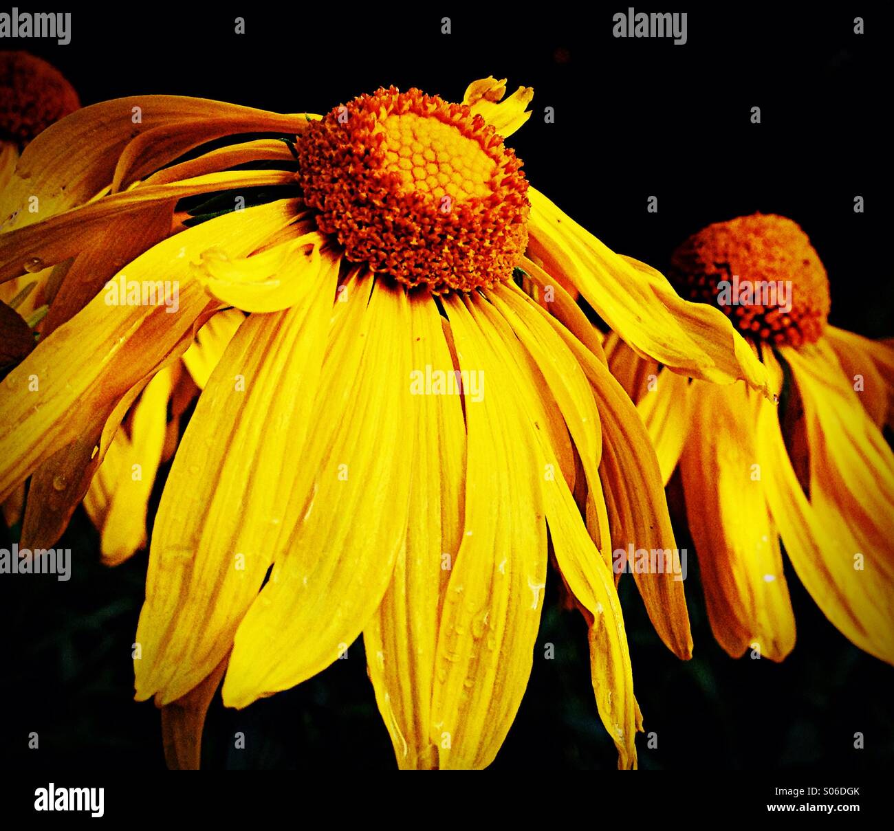 A flower in the mountains blooms during monsoon Stock Photo - Alamy