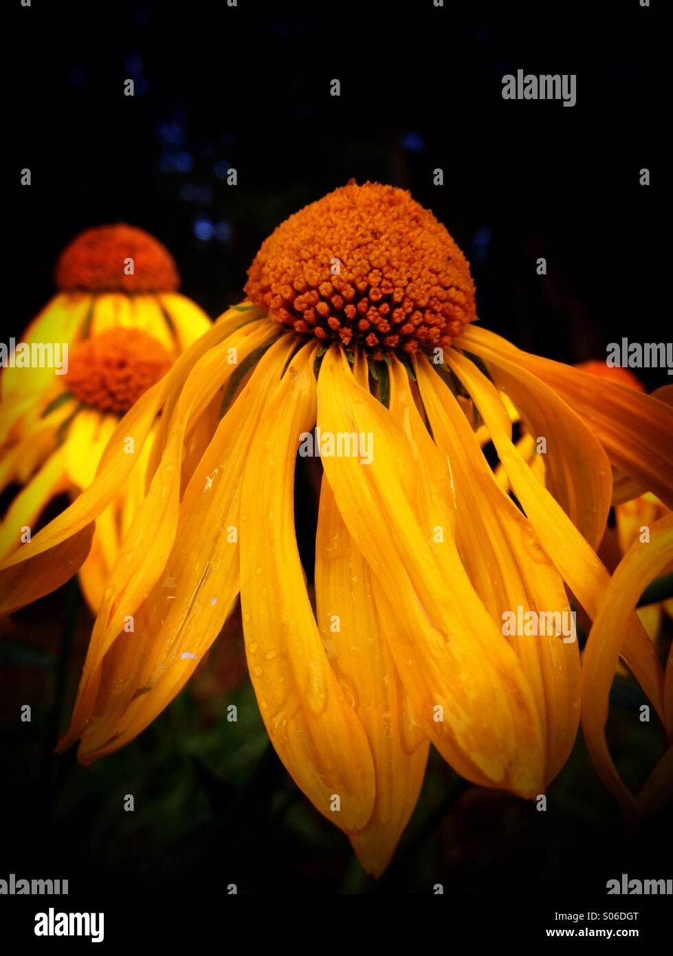 A flower blooms during monsoon Stock Photo - Alamy