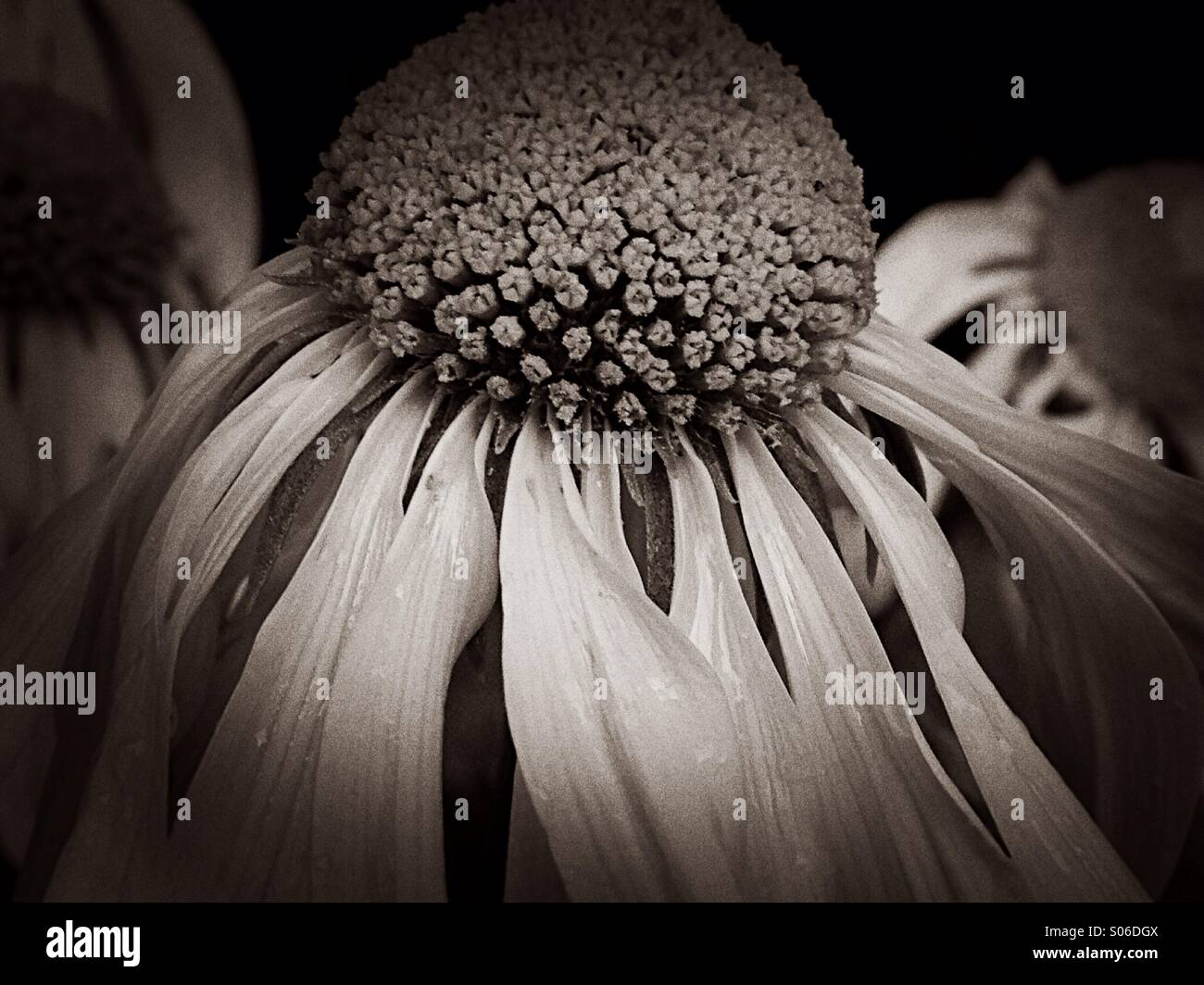 A flower in the mountains blooms during monsoon Stock Photo - Alamy