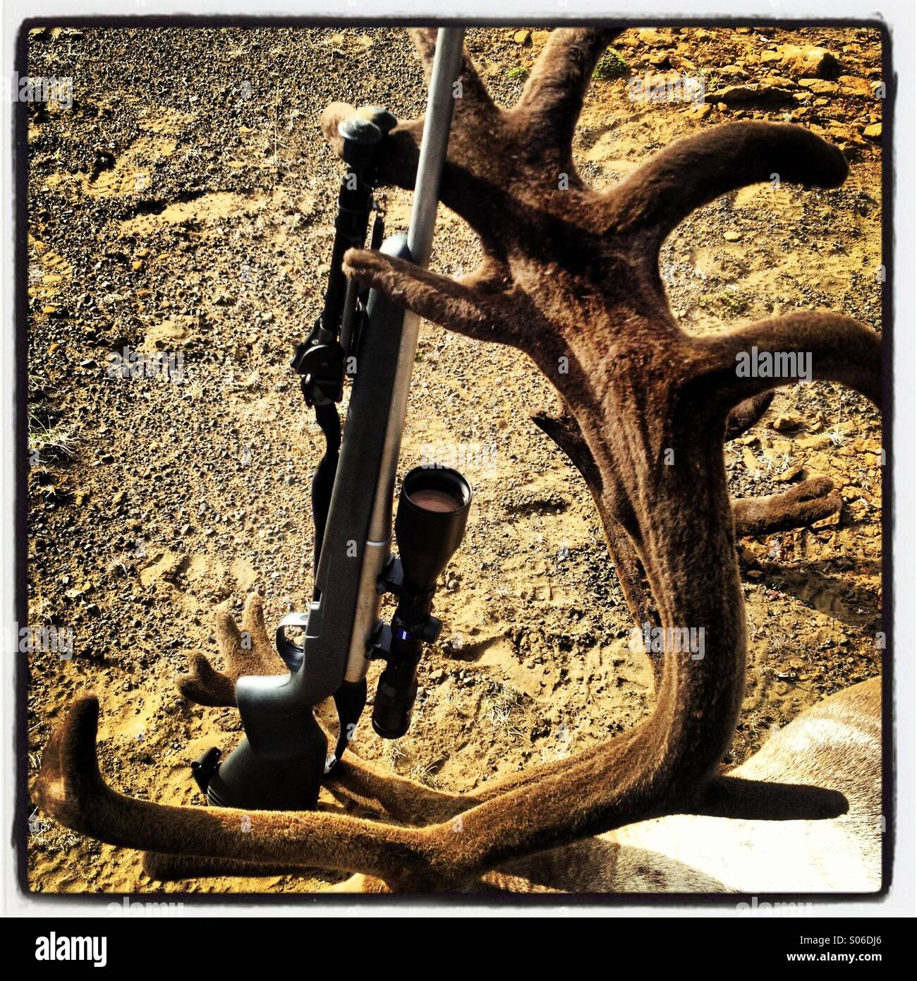 Reindeer hunting iceland hi-res stock photography and images - Alamy