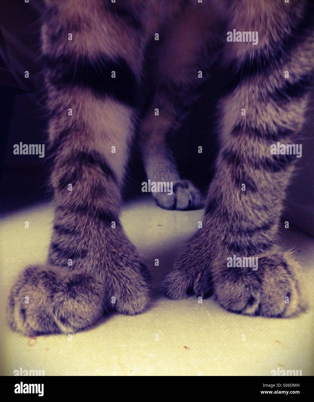 Giant paws hi-res stock photography and images - Alamy