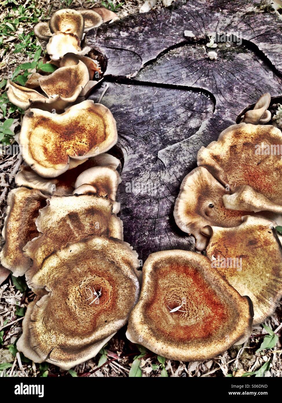 Root fungus hi-res stock photography and images - Alamy