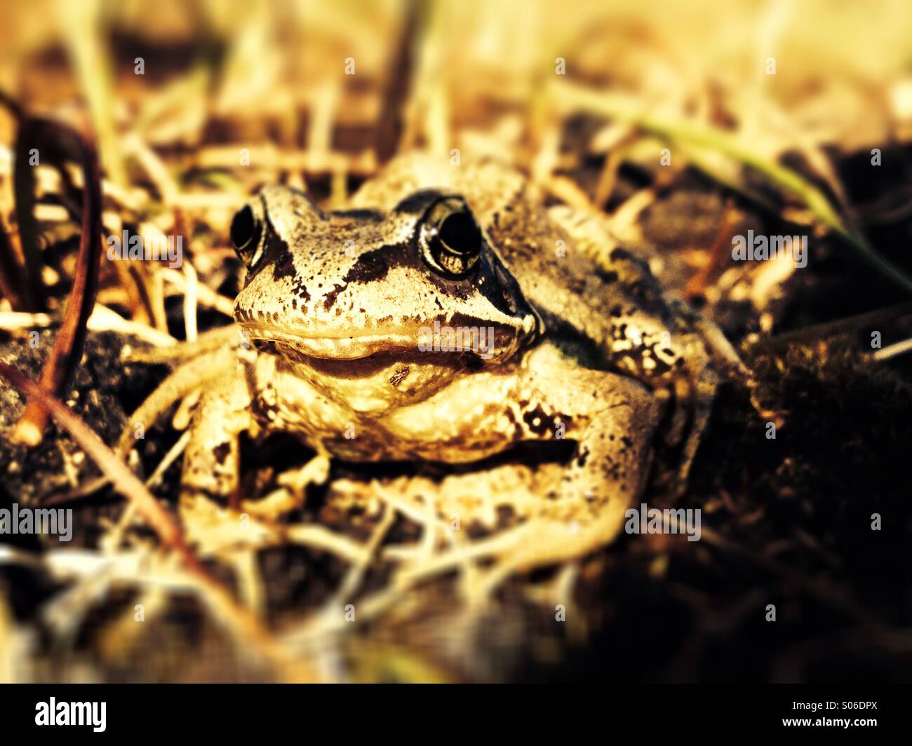 Irish Frog High Resolution Stock Photography and Images - Alamy