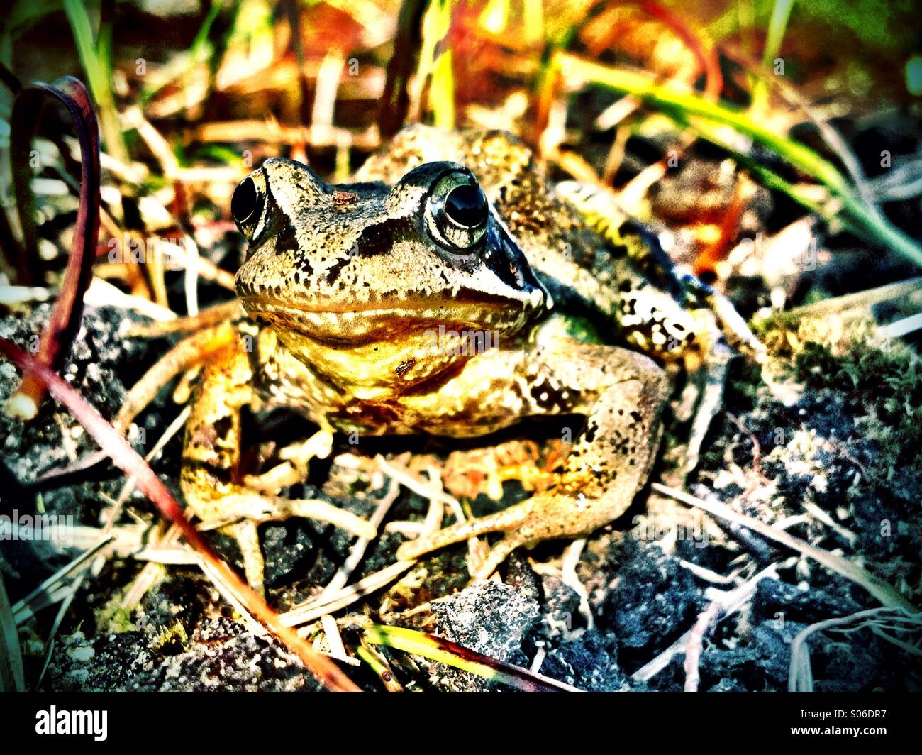 Bog fauna hi-res stock photography and images - Alamy