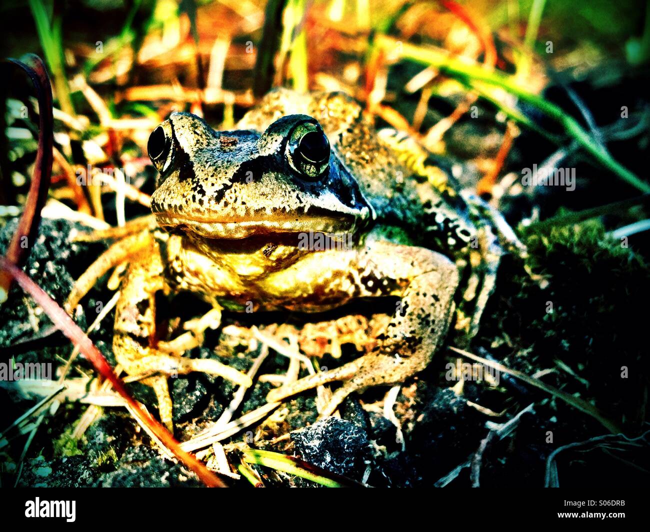 Wide mouth frog hi-res stock photography and images - Alamy