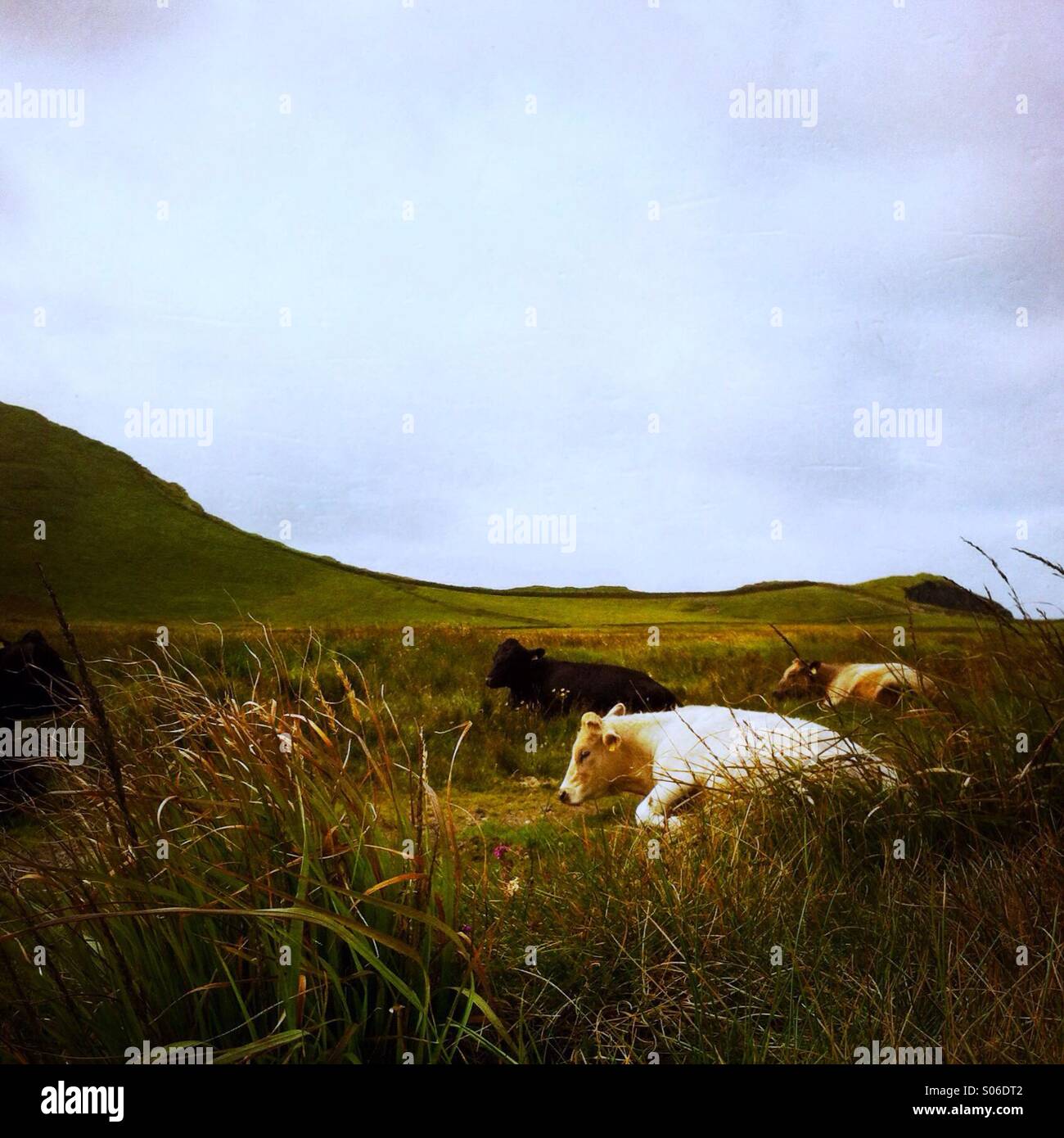Cows in a field. County Kerry, Ireland Europe Stock Photo - Alamy