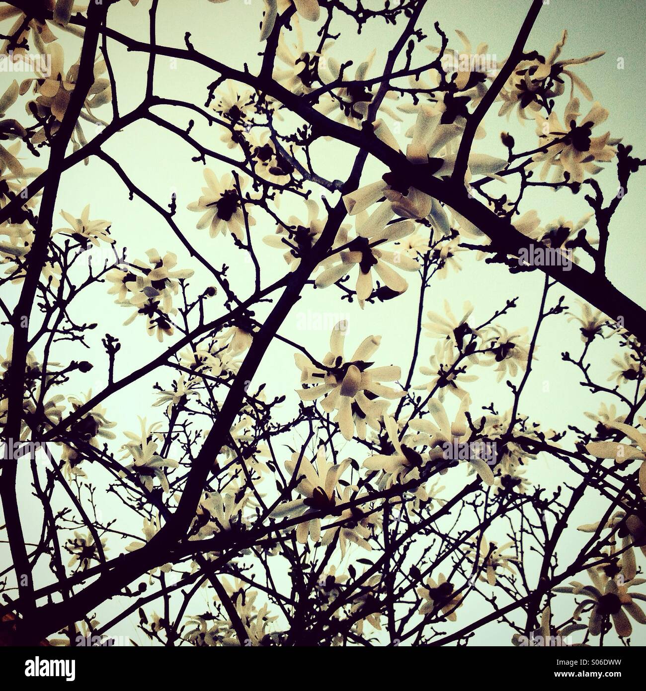 Blossoming tree hi-res stock photography and images - Alamy