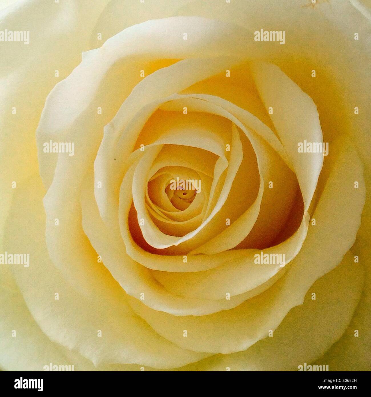 A cream rose hi-res stock photography and images - Alamy
