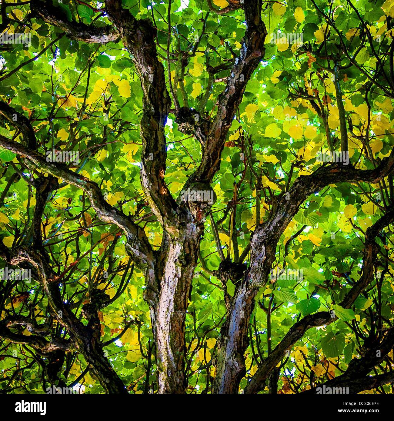 Tree crown hi-res stock photography and images - Alamy