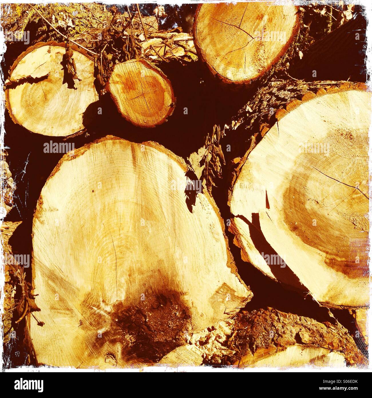 Logs. Cut trees stacked up Stock Photo - Alamy