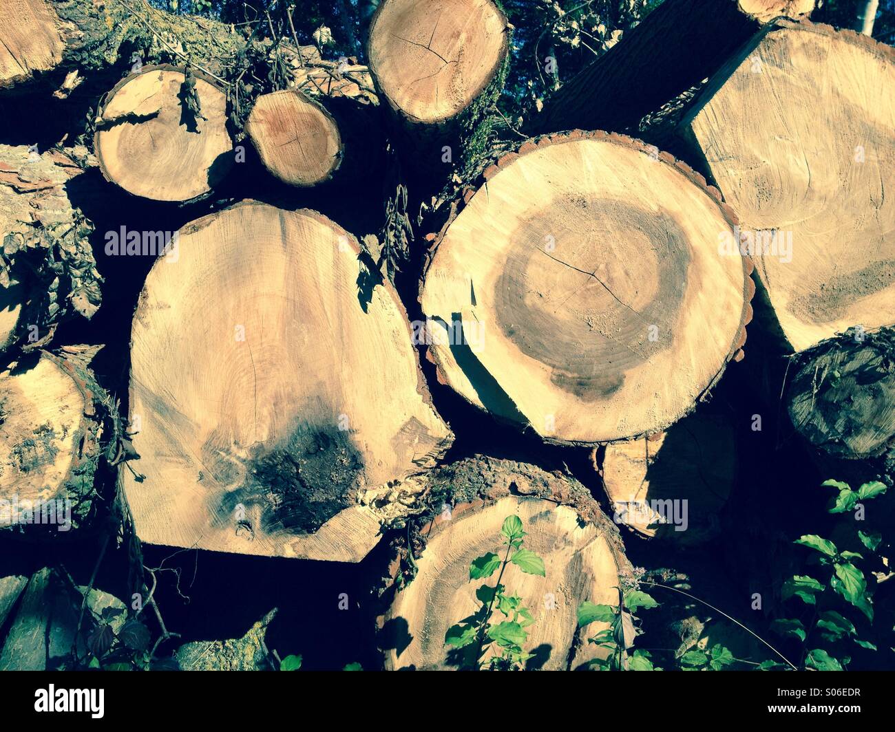 Logs. Cut trees stacked up Stock Photo - Alamy