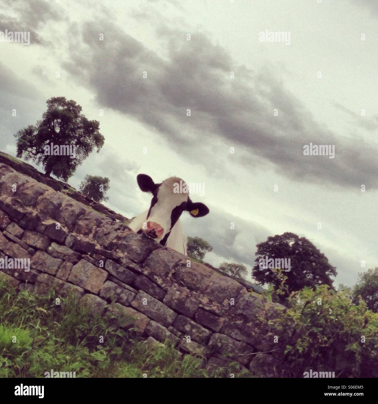 Cow wall hi-res stock photography and images - Alamy
