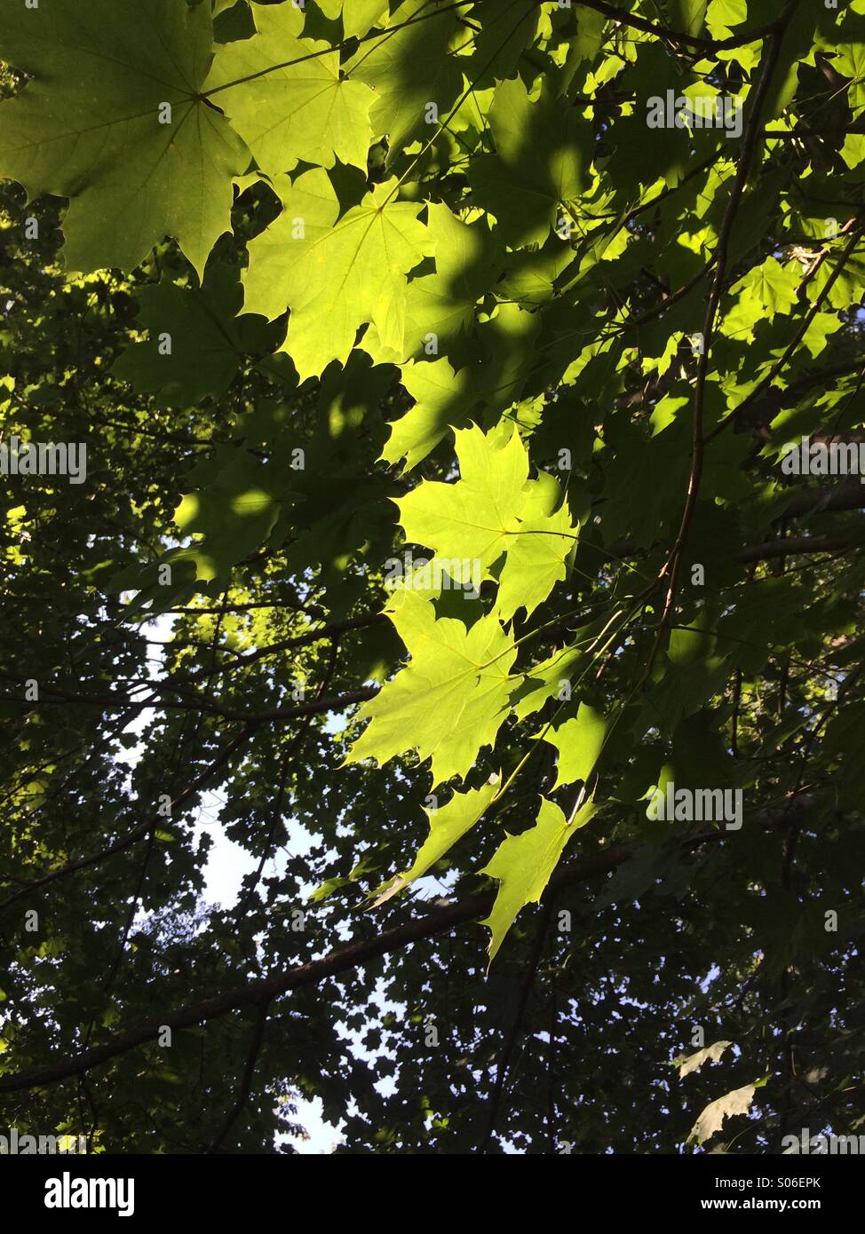 Verdant arbor hi-res stock photography and images - Alamy