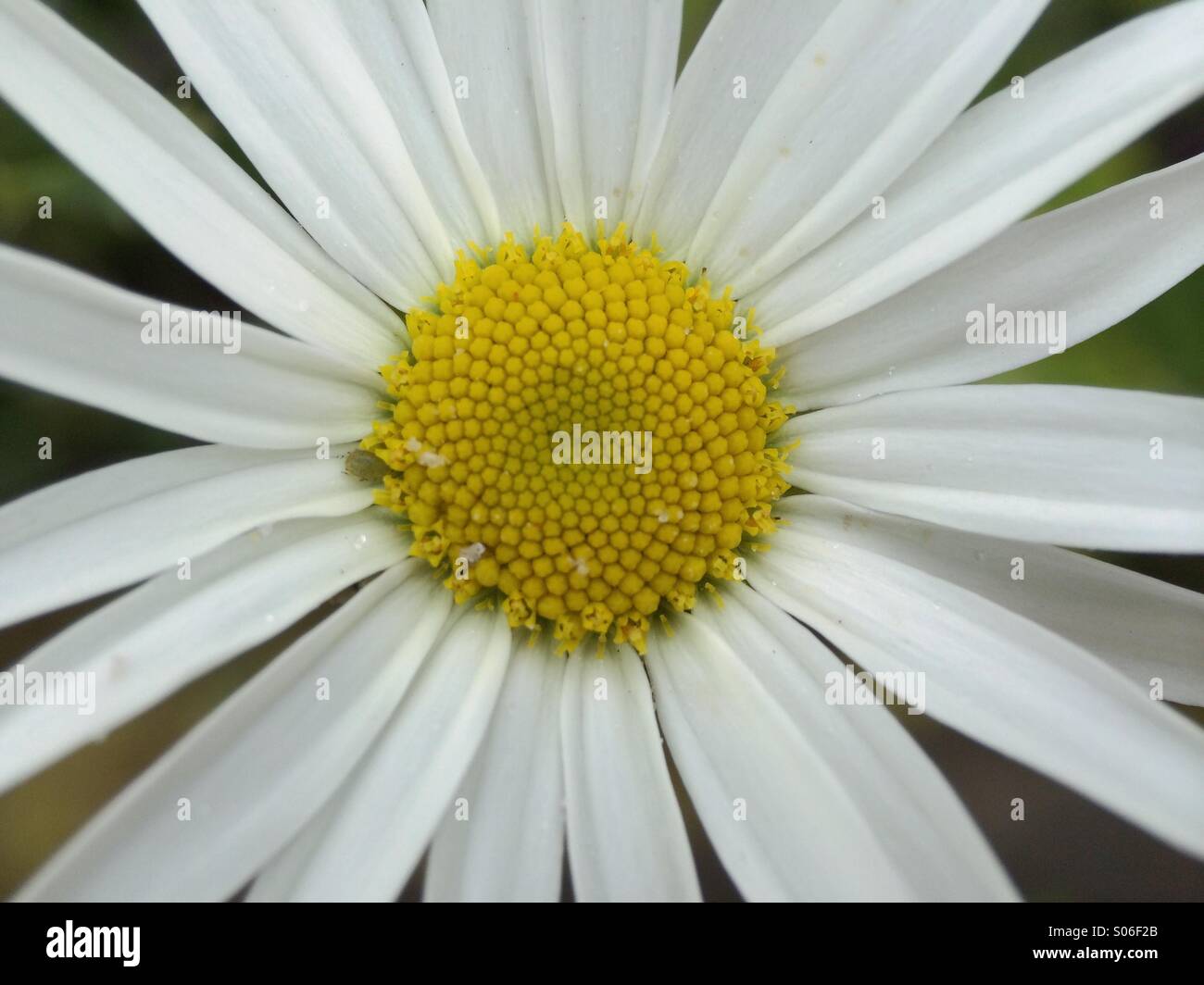 Daisy head hi-res stock photography and images - Alamy