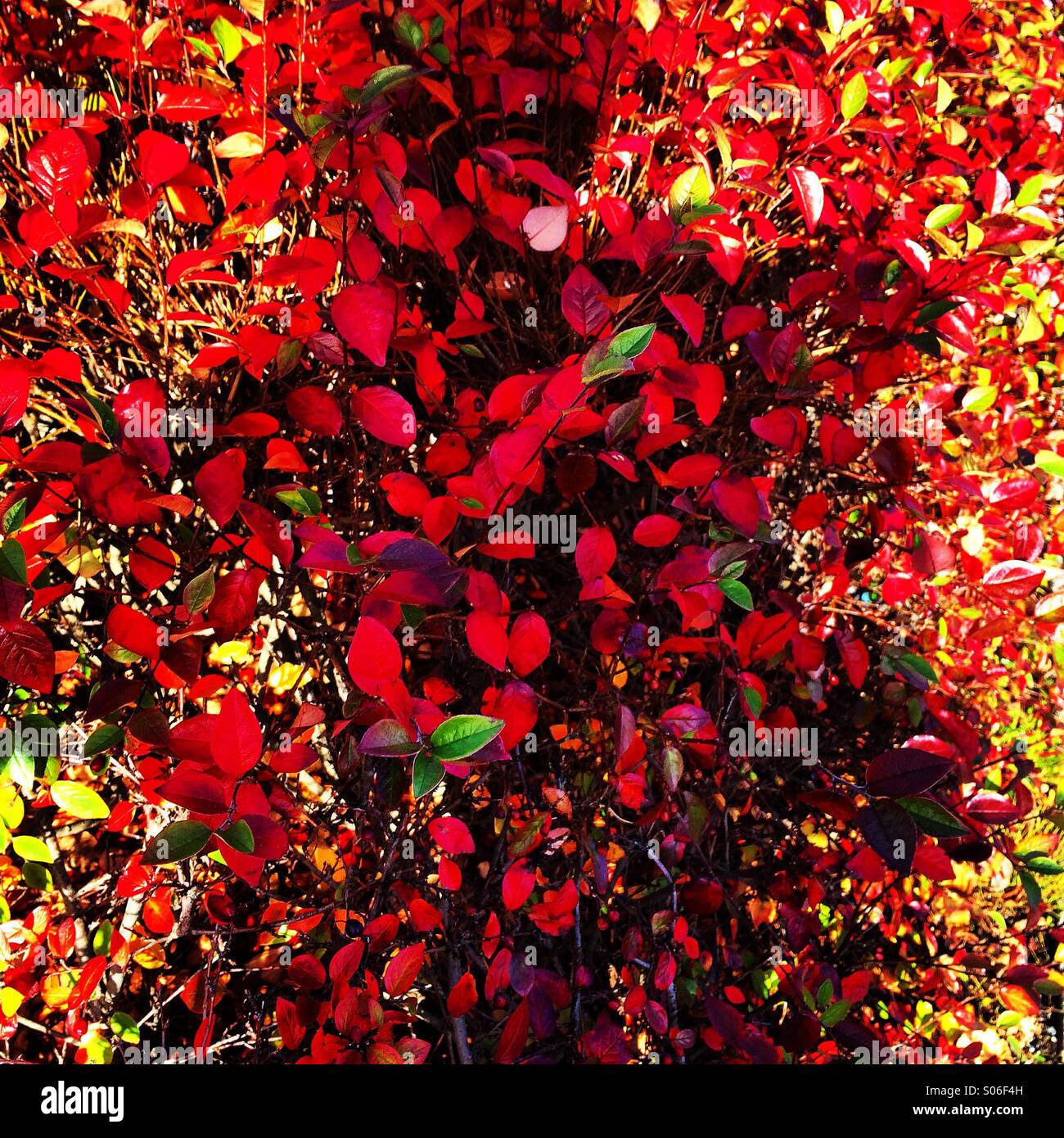 Autum leaves hi-res stock photography and images - Alamy