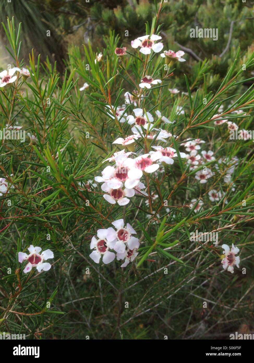 Geraldton Wax plant Stock Photo - Alamy